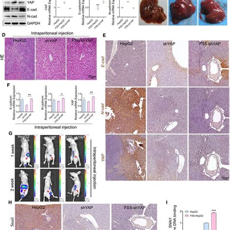 activation of yap contributes to emt induced by fss a western