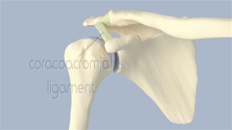 Gliding Movement Of Acromioclavicular Joint At Misty Oney Blog