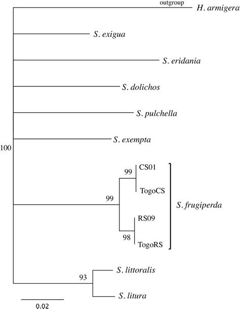 Strict Consensus Phylogenetic Tree Derived From Neighbor Joining Download Scientific Diagram