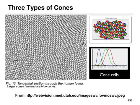 ppt cs148 introduction to computer graphics and imaging scanline rendering powerpoint
