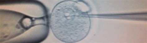 Home Center For Mouse Genome Modification