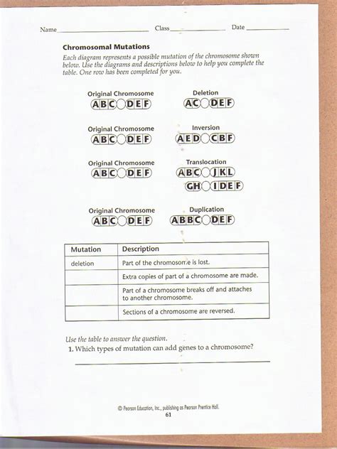 Dna Genes Chromosomes Worksheet