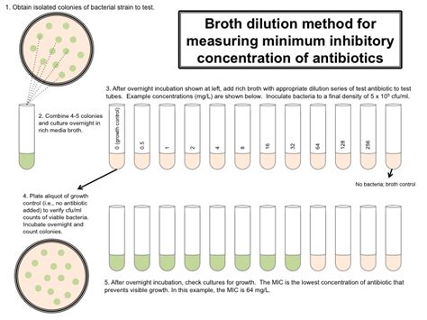 Broth Dilution Method For Mic Determination • Microbe Online