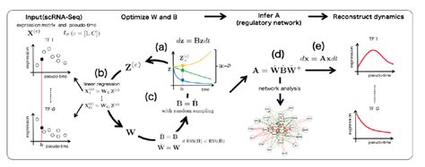 Scode An Efficient Regulatory Network Inference Algorithm From Single