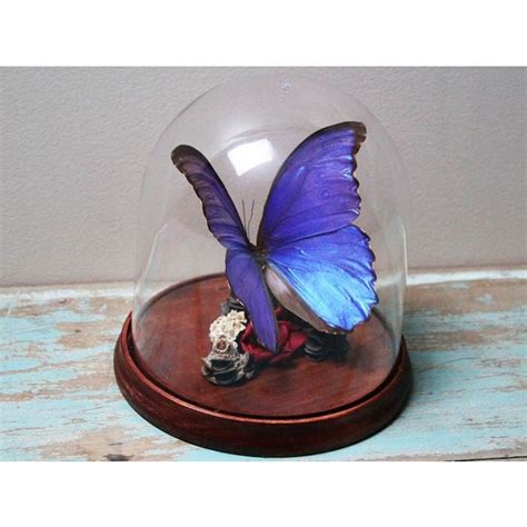 Taxidermied Butterfly Morpho Didius Blue Morpho Butterfly Dome