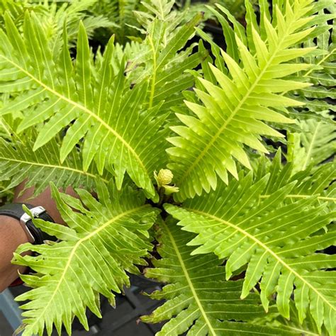 Ecoon Plants Buy Good Quality Tree Fern Plant Online