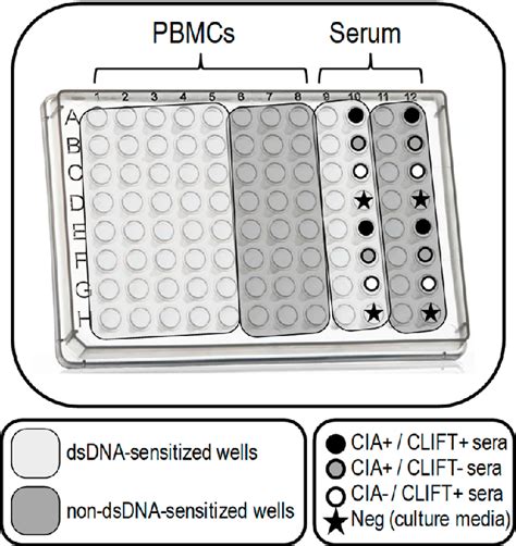 Figure 1 From Anti Dsdna B Cell Elispot As A Monitoring And Flare Prediction Tool In Sle