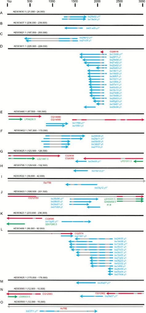 Gene Discovery Using Computational And Microarray Analysis Of Transcription In The Drosophila