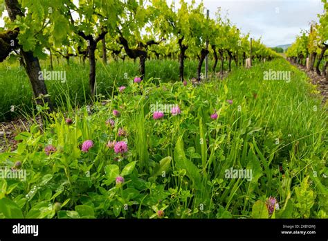 Summer On Vineyards Of Cognac White Wine Region Charente White Ugni