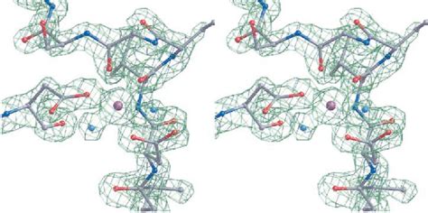 Figure 1 From Crystal Structure Of The Hemolytic Lectin Cel Iii Isolated From The Marine
