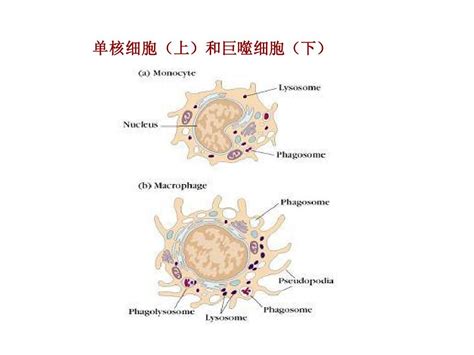 实验七、小白鼠腹腔巨噬细胞吞噬现象的观察 Word文档在线阅读与下载 无忧文档