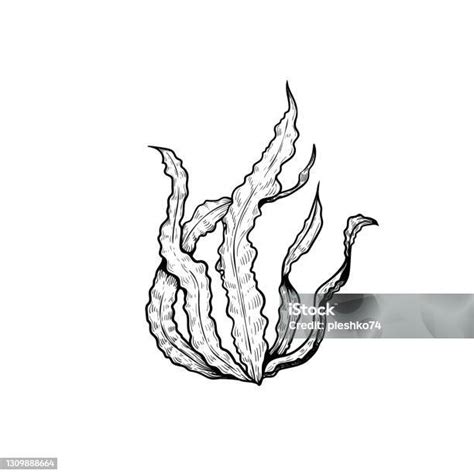 손으로 그린 스케치 스타일 해초 라미나리아 해초 바다 또는 바다 식물의 복고풍 빈티지 일러스트 흰색 배경에서 격리된 벡터 드로잉입니다 해초 조류에 대한 스톡 벡터 아트 및