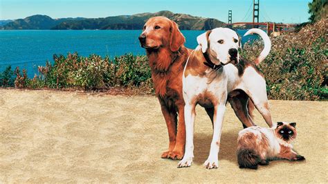 Homeward Bound Ii Lost In San Francisco 1996 Az Movies