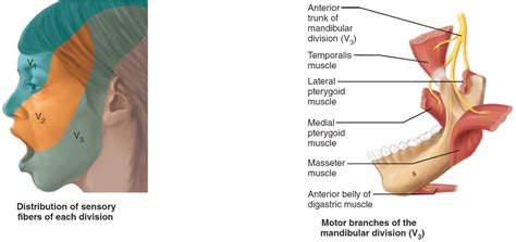 Cranial Nerves Names Of The Cranial Nerves Mnemonic And Function