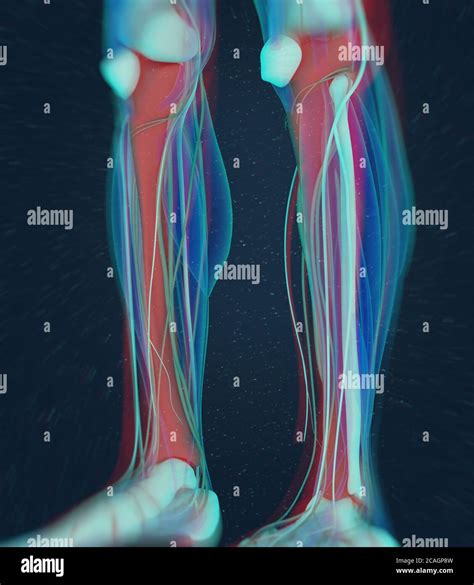Tibia Knochen Menschliche Anatomie 3d Illustration Stockfotografie