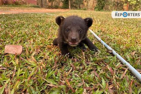 เผย อาการ 2 ลูกหมีควายของกลาง พบระบบขับถ่ายมีปัญหา The Reporters