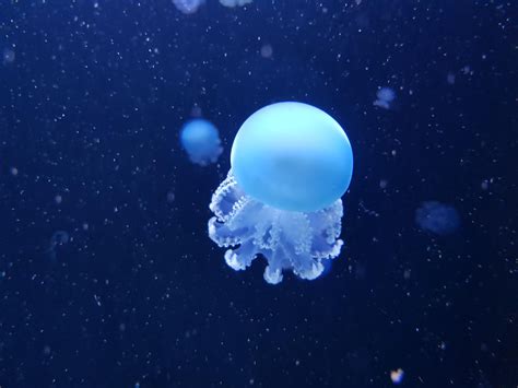 ITAP Of This Tiny Jellyfish Blue Jellyfish Jellyfish Sea Creatures