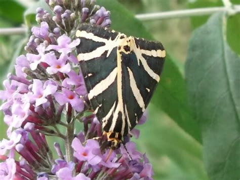 Russischer B R Meine Roten Fl Gel Zeig Ich Nicht Her