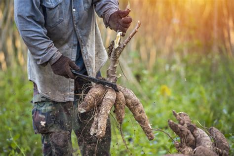 Kenya Approves Disease Resistant Gmo Cassava Alliance For Science