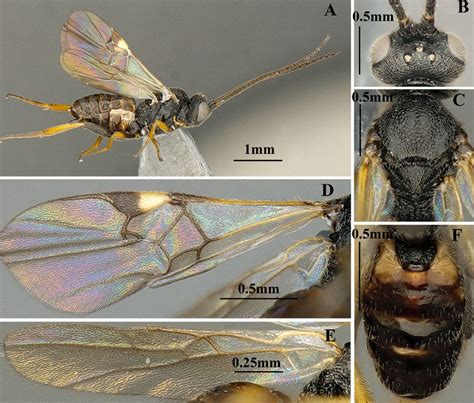 Microplitis Varipes Ruthe 1860 ♀ Tmuc Hbmmp0512 A Habitus Download Scientific Diagram