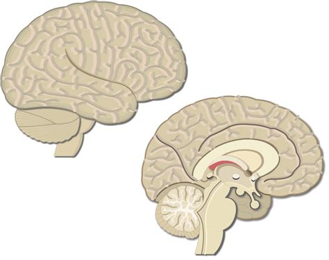 Somatosensory Cortex Damage