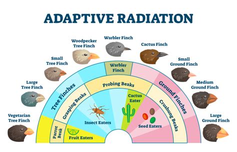 19 Astounding Facts About Adaptive Radiation