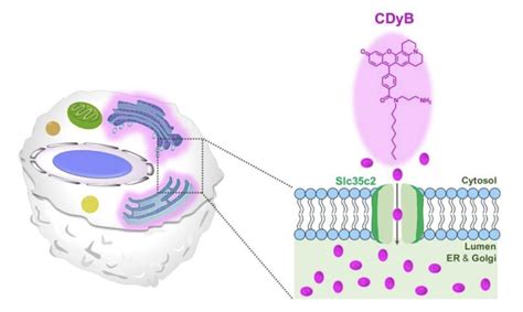 区分b细胞和t细胞的简单方法 知乎