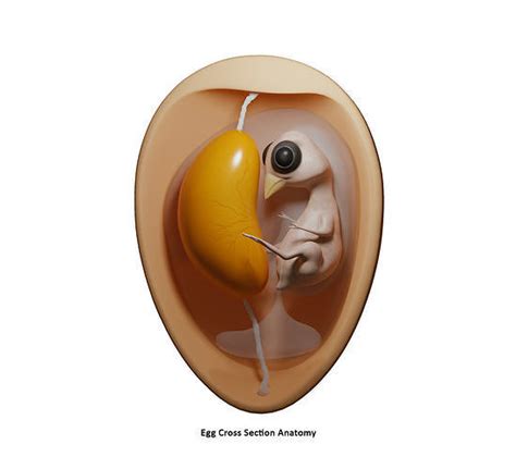 Egg Cross Section Embryo Anatomy 3d Model Cgtrader
