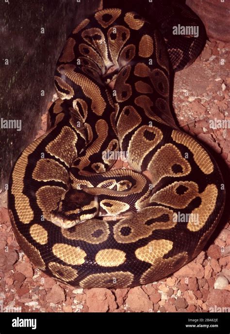Ball Or Royal Python Python Regius Stock Photo Alamy