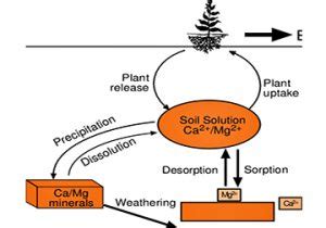 Calcium Significance In Environment