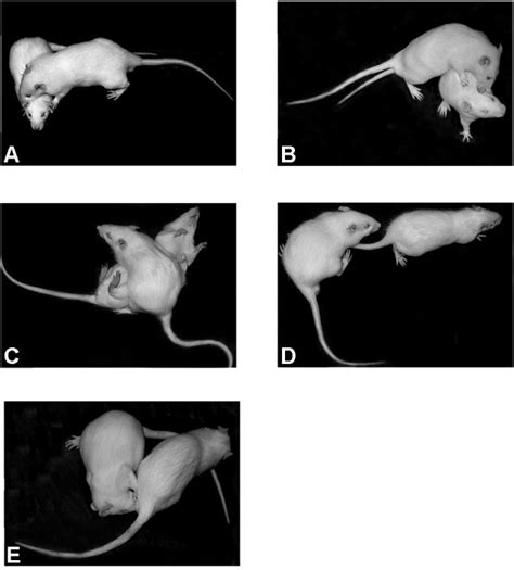 Social Behavioral Patterns Displayed By Rats In A Resident Intruder Download Scientific Diagram