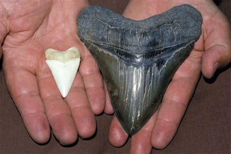 Megalodon Facts Britannica