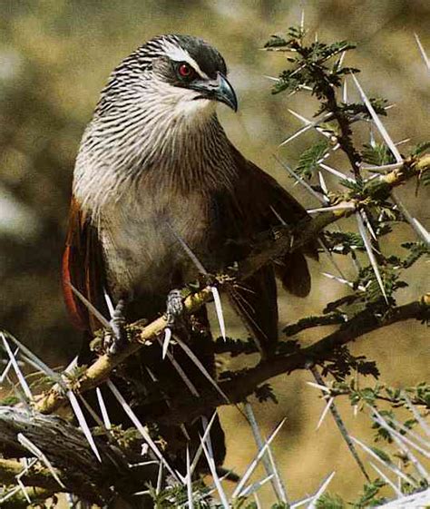 Cuckoo Cuculidae { 뻐꾸기과 Image Only