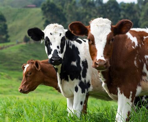 Components Of Male Reproductive System