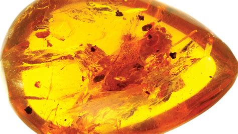 Antrophistoria Un Camaleón De Hace 99 Millones De Años Descubierto En