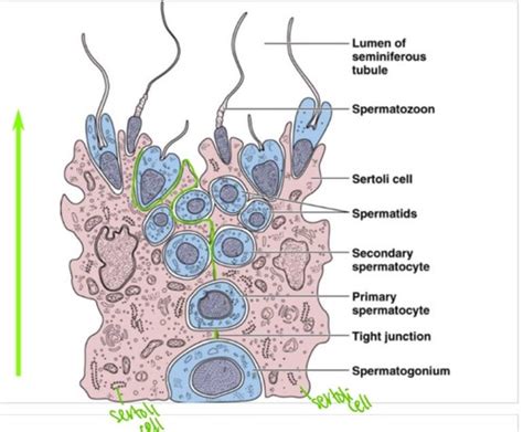 Lecture 1 Fertilization And Cleavage Flashcards Quizlet