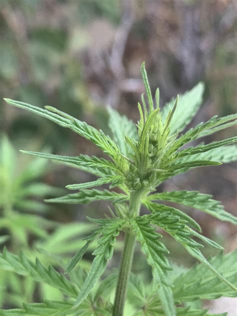 Sex Of My Cannabis Plant R Saplings