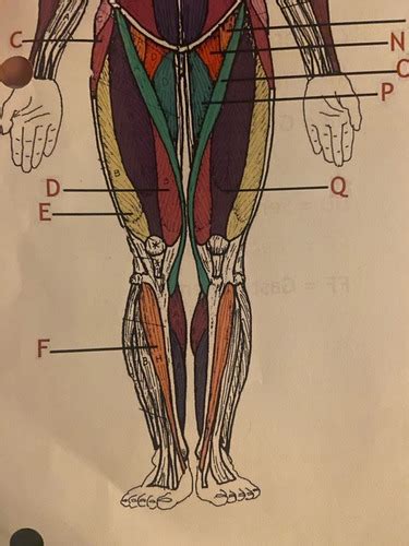 Cardio Flex Class Superficial Muscles Flashcards Quizlet