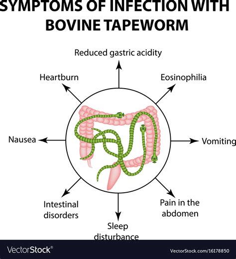 Tapeworms In Humans Symptoms