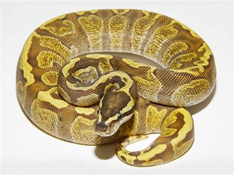 Enchi Lemonback Ghi Ball Python Morph
