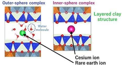 Adsorption Adsorption Replication And Discharge Of Phage Progeny By