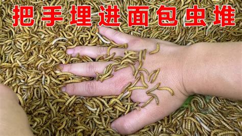 把手埋進99999條麵包蟲裡半個小時會怎麼樣 歪點子實驗室 YouTube