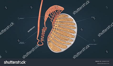 Testicle Epididymis Cross Section 3d Illustration Stock Illustration 2249437747 Shutterstock