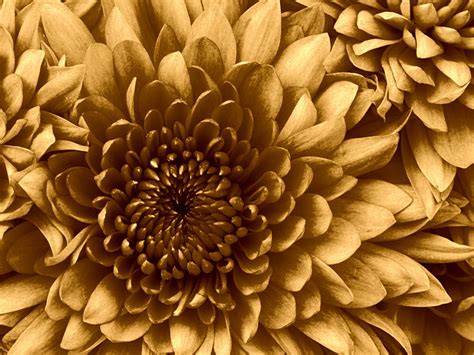 imagemagick convert sepia tone different on windows vs linux stack overflow