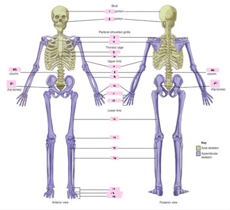 Axial Skeleton Exam 1 Pt 1 Flashcards Quizlet