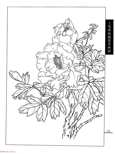 牡丹工笔画线稿 工笔画牡丹线稿 工笔画牡丹底稿 大山谷图库