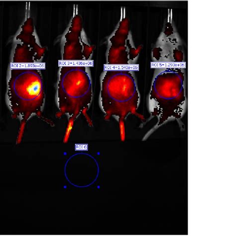 Schematic Drawing On How To Perform The Subdermal Infection Download Scientific Diagram