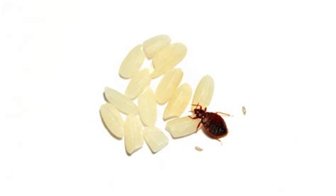 What Are Bed Bug Casings Or Shells Bed Bug Authority