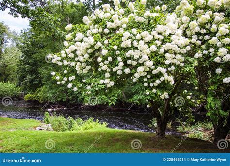 Hydrangea Tree Whitebush Blooming On A Green Background Stock Image