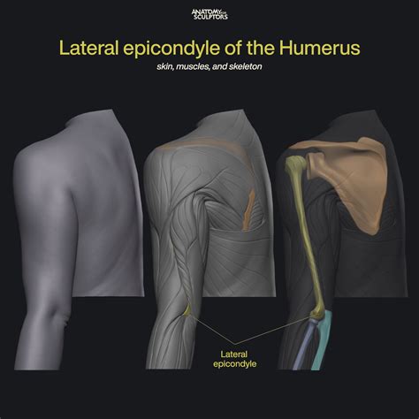 Lateral Epicondyle Of Humerus